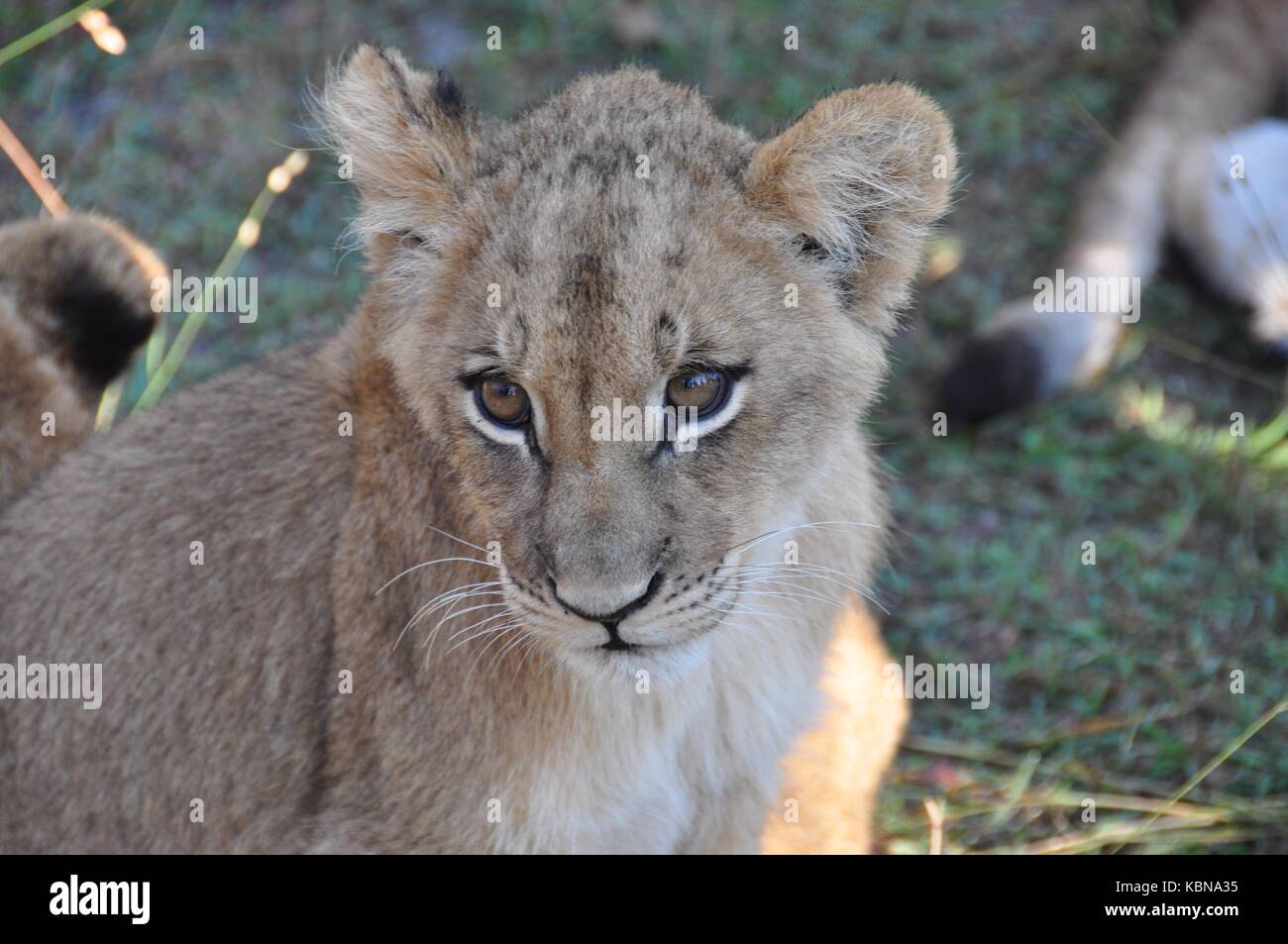 Lion cub looking in the camera Stock Photo - Alamy