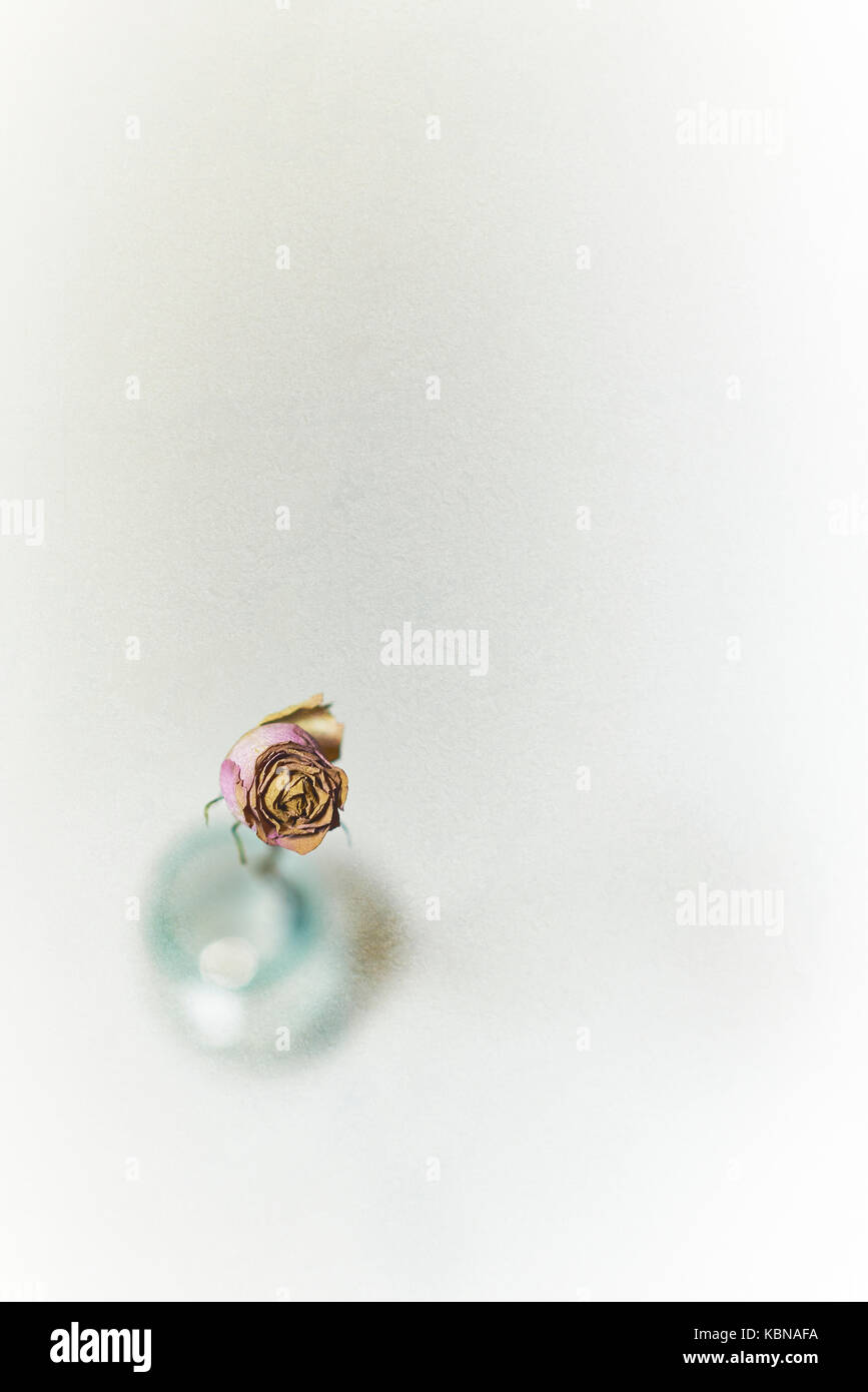Dying rose hi-res stock photography and images - Alamy