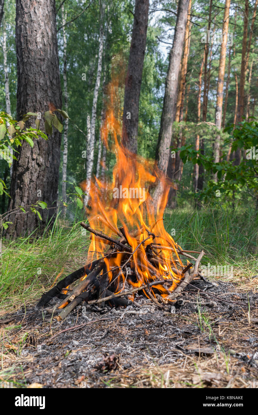 Campfire burning in the forest in summer Stock Photo - Alamy