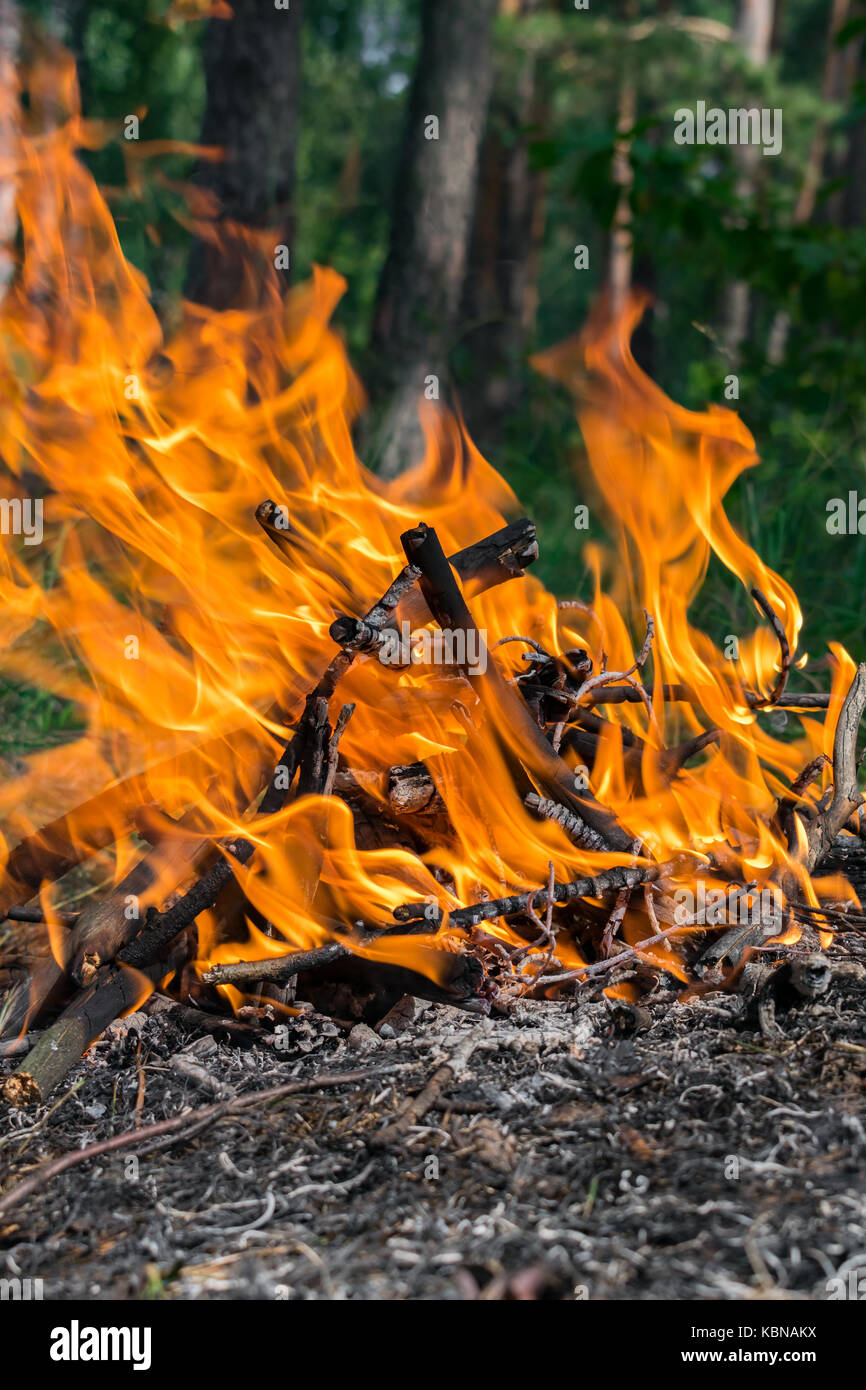 Campfire burning in the forest in summer Stock Photo - Alamy
