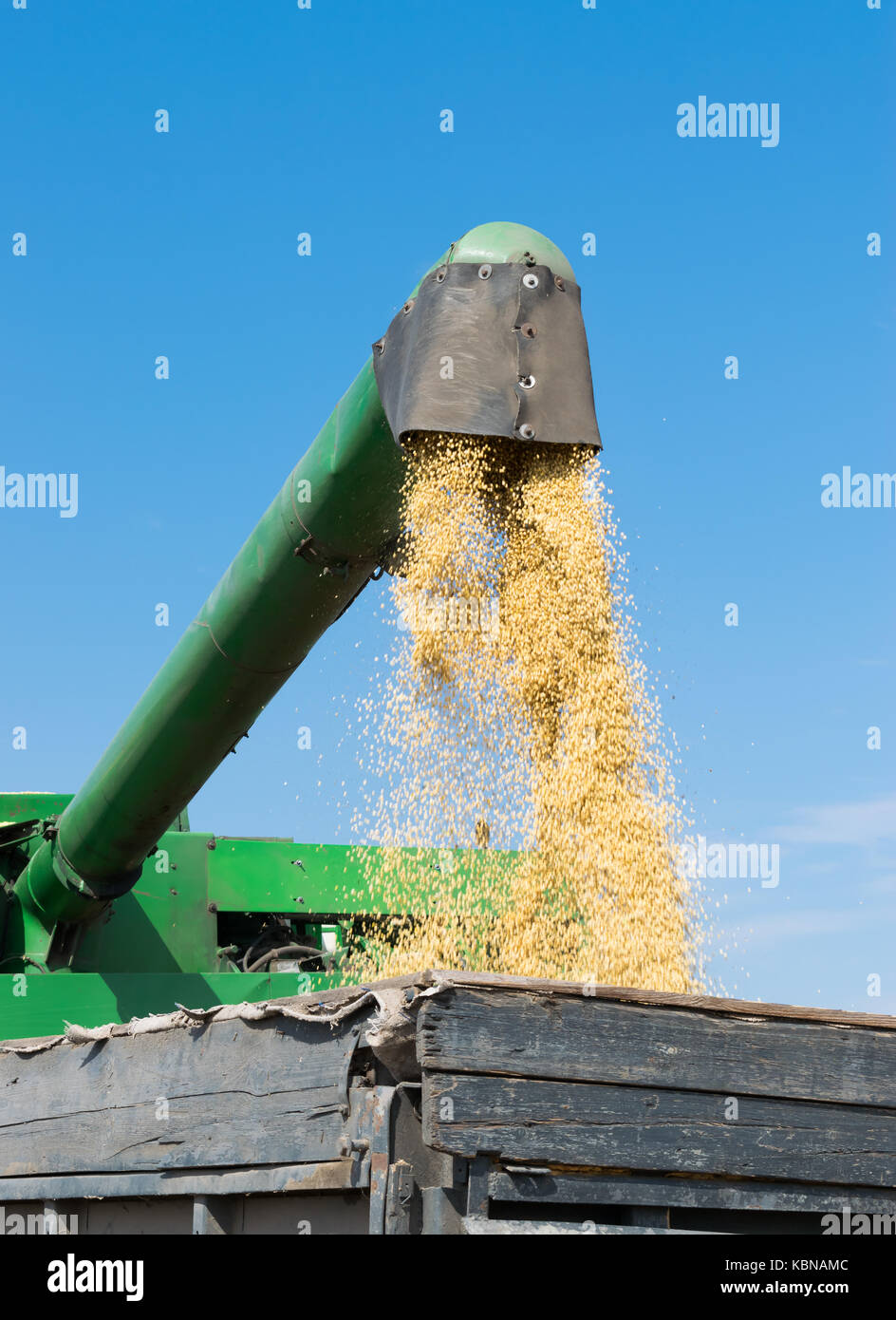 Combine harvester unloading the soybeans into the truck Stock Photo - Alamy
