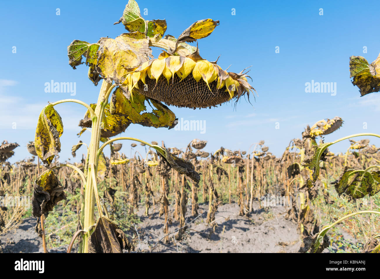 Field of ripe sunflowers ready for harvesting Stock Photo - Alamy