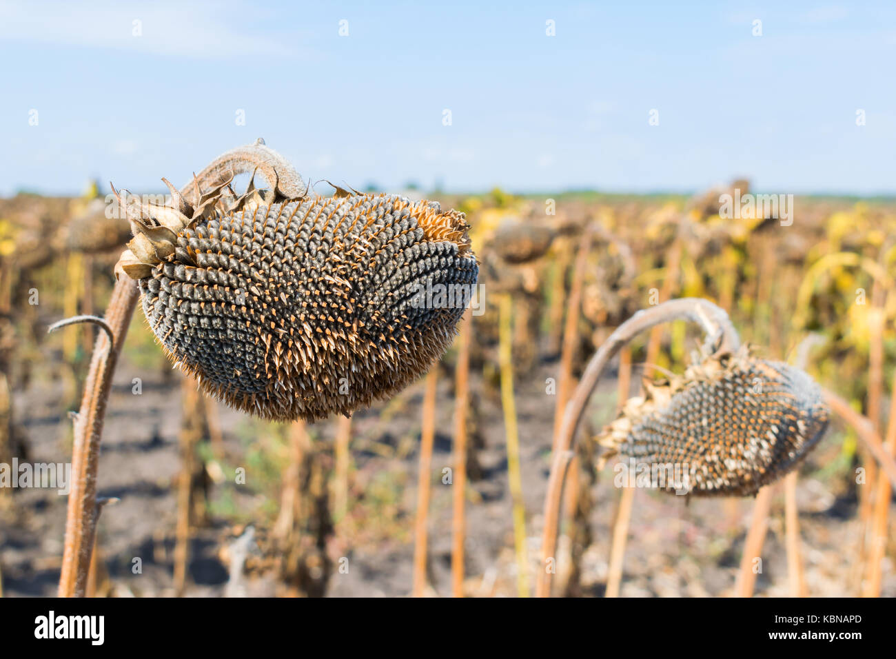 Field of ripe sunflowers ready for harvesting Stock Photo - Alamy
