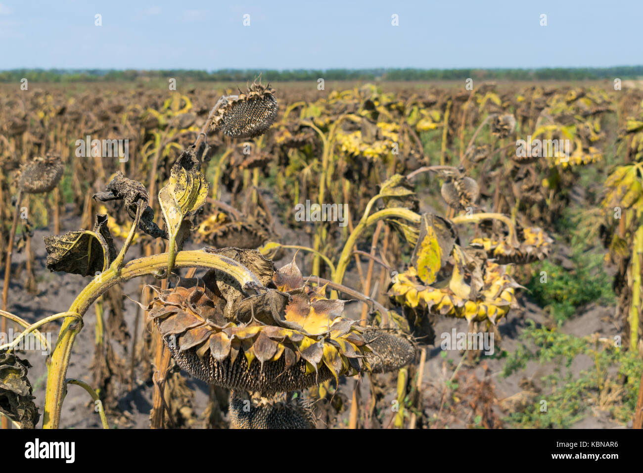 Field of ripe sunflowers ready for harvesting Stock Photo - Alamy