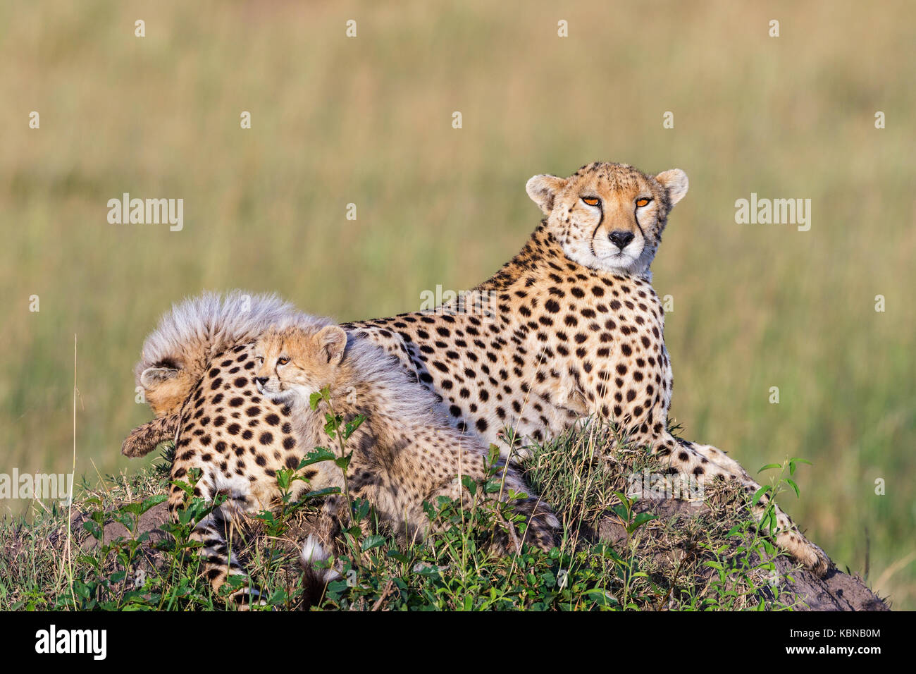 Cheetahs with curious cubs in the savanna, looking at the camera Stock ...