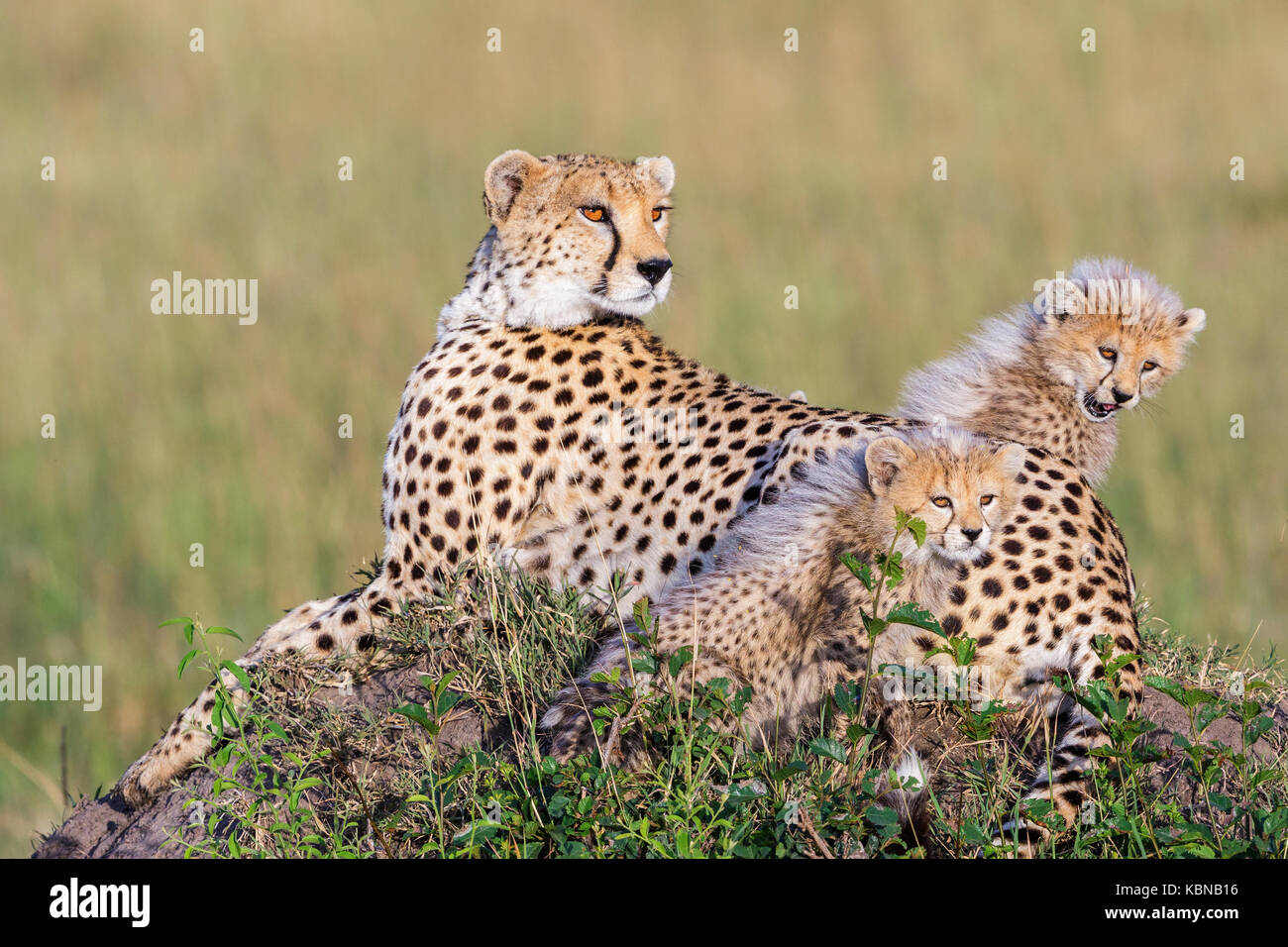 Cheetah family hill hi-res stock photography and images - Alamy