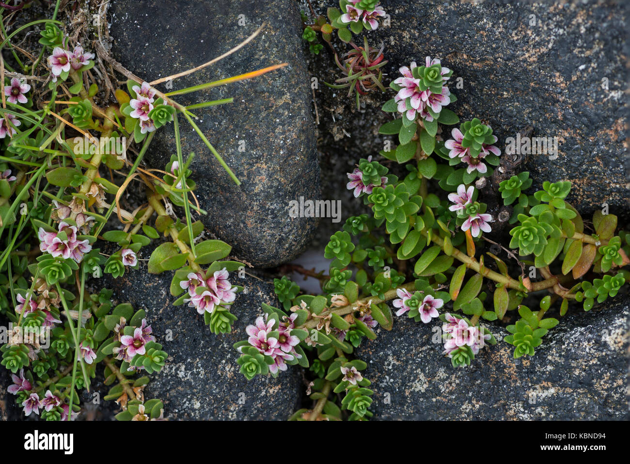 Apetalous flower hi-res stock photography and images - Alamy