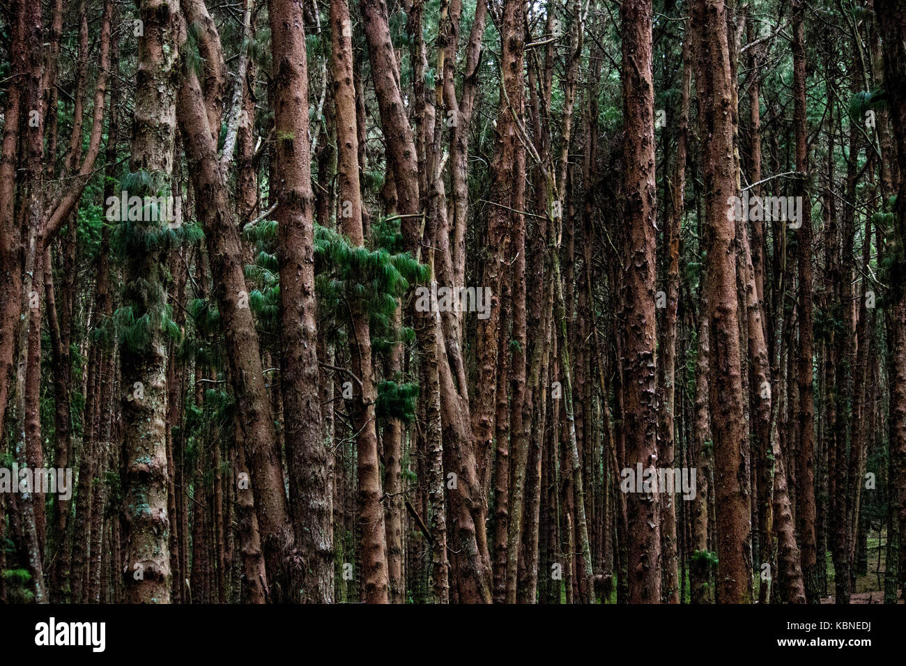 Pine Forest India High Resolution Stock Photography and Images - Alamy