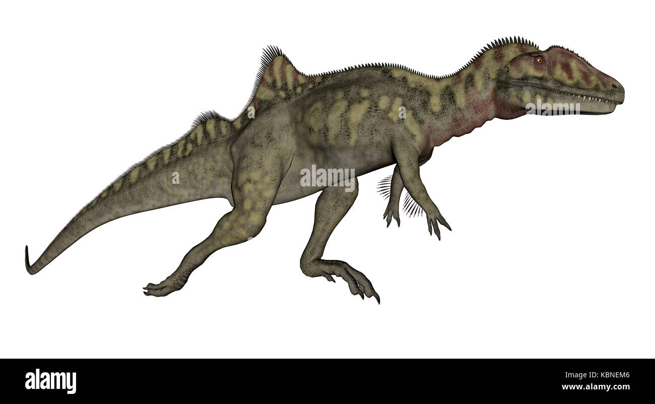 Concavenator dinosaur walking isolated in white background - 3D render ...