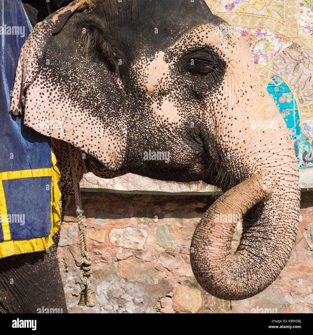 Decorated elephants in Jaleb Chowk in Amber Fort in Jaipur, India Stock ...