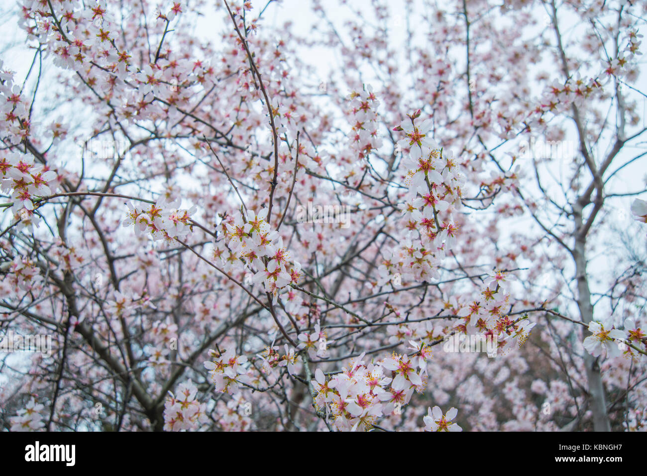 Flowered almon tree Stock Photo - Alamy