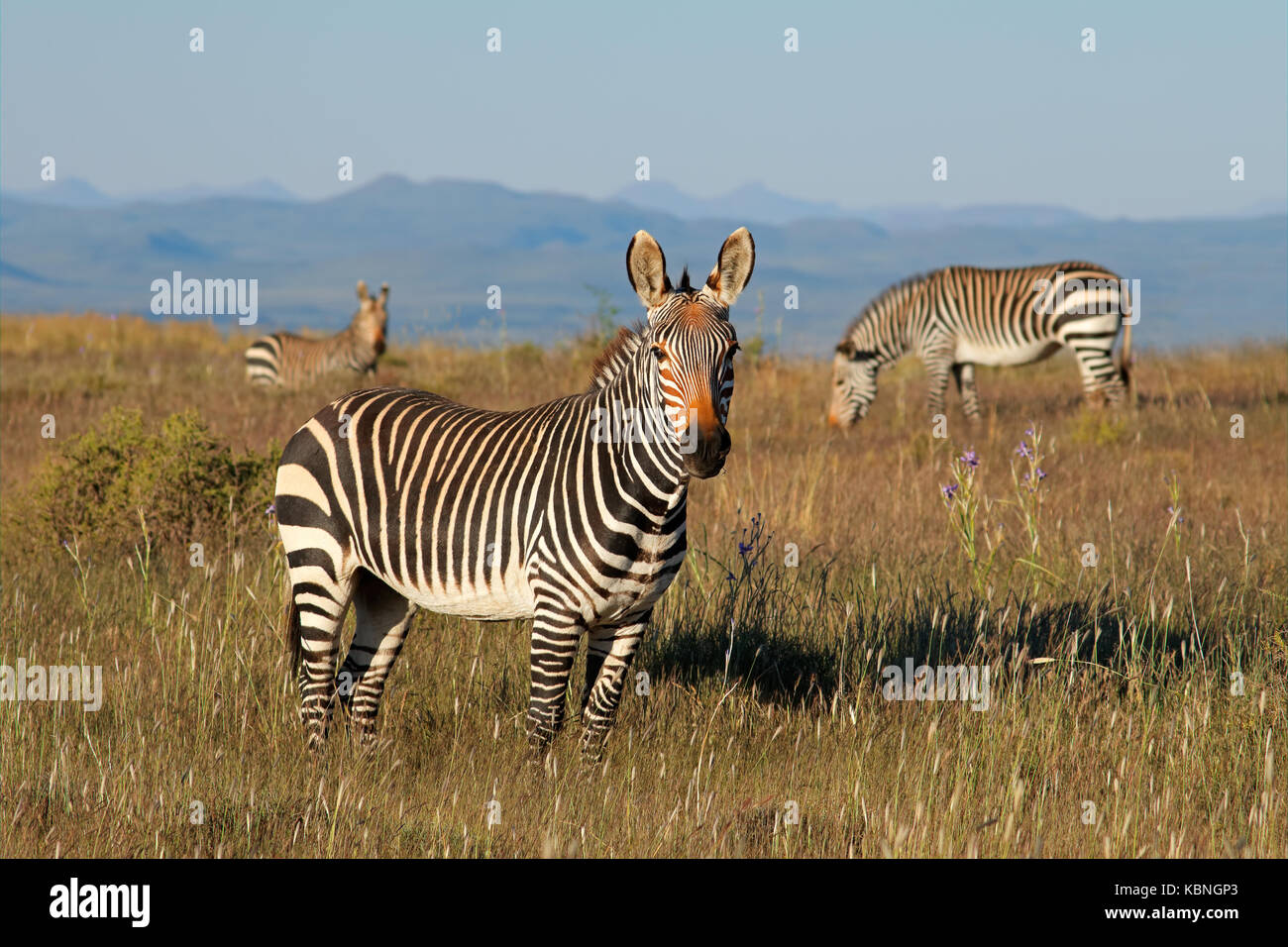 Cape mountain zebras (Equus zebra) in grassland, Mountain Zebra ...