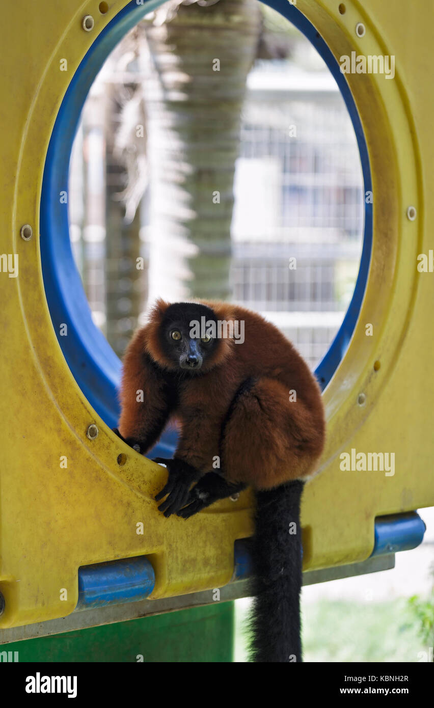 Mammal lemur ruffed hi-res stock photography and images - Alamy
