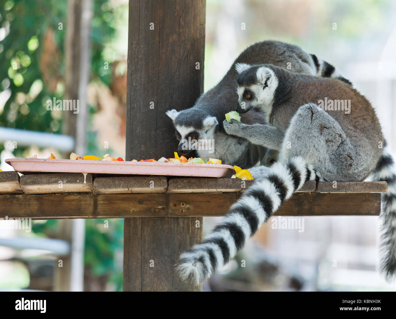 Ring-tailed Lemur Close up with single Lemur on his branch eating food ...