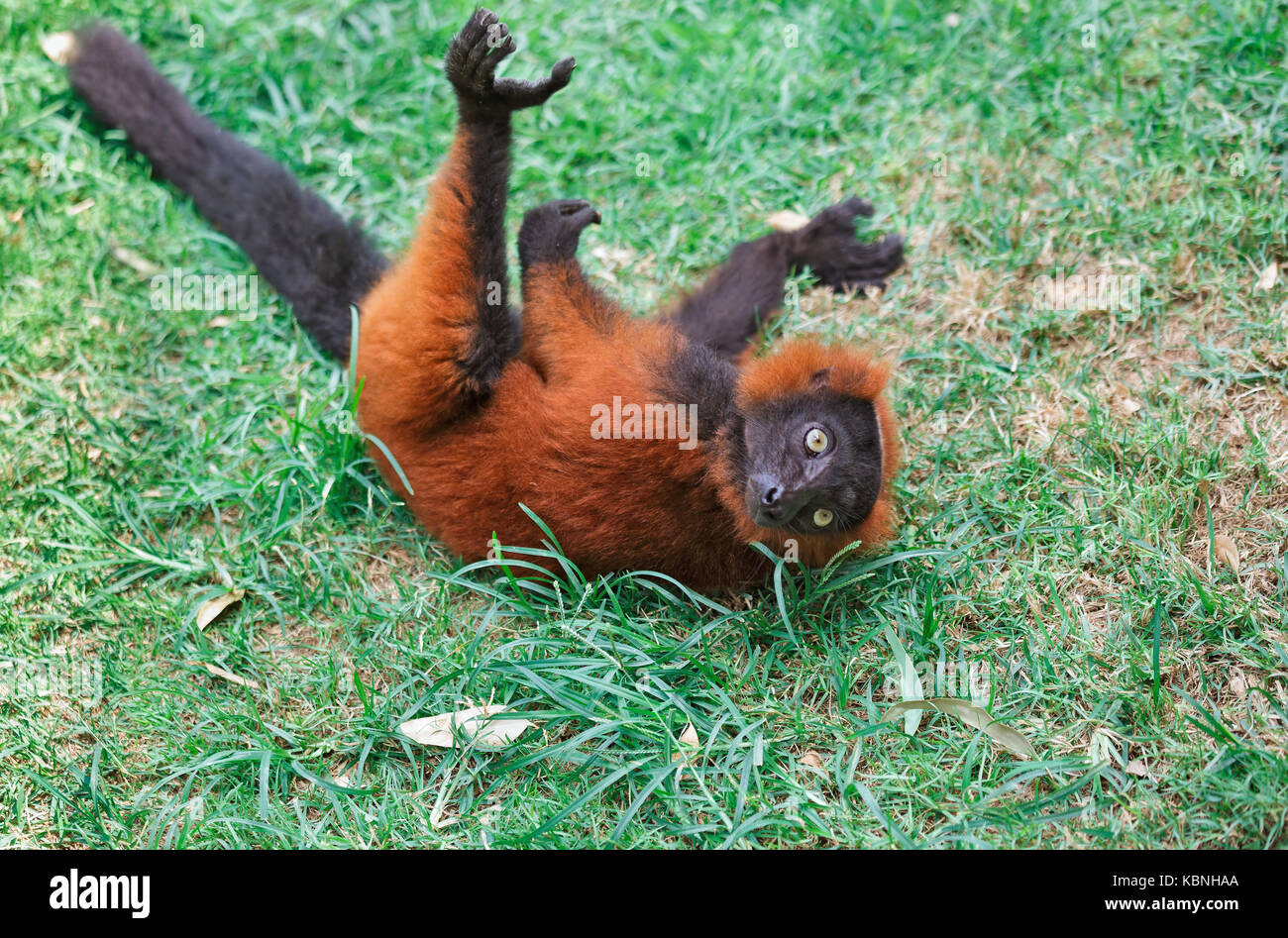 Henry doorly zoo rainforest hi-res stock photography and images - Alamy