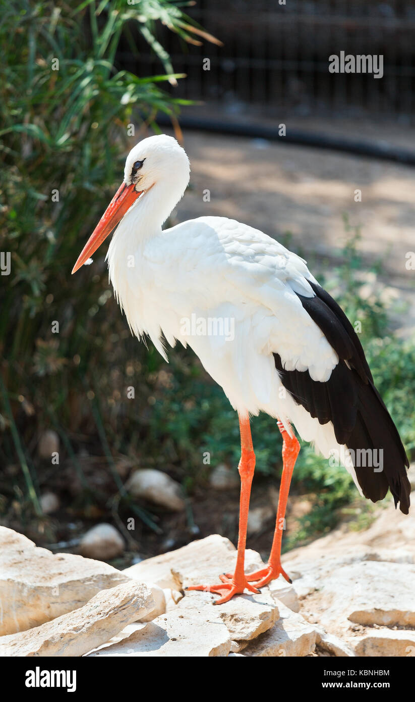 beautiful white Stork Close-up Stock Photo - Alamy