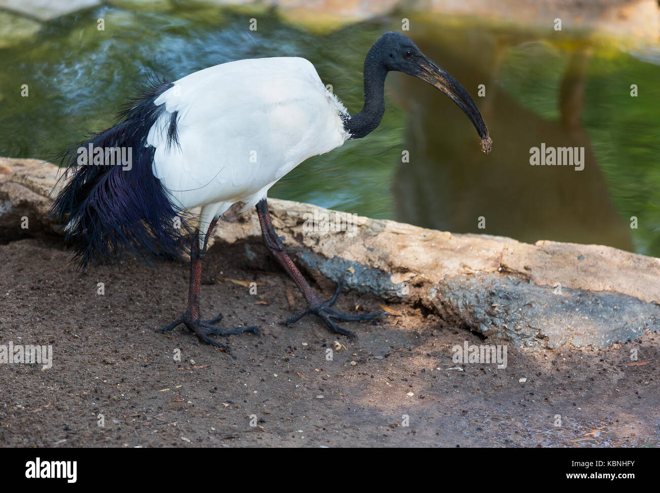 Australian ibis in the profile standing by the pond with a plant Stock ...