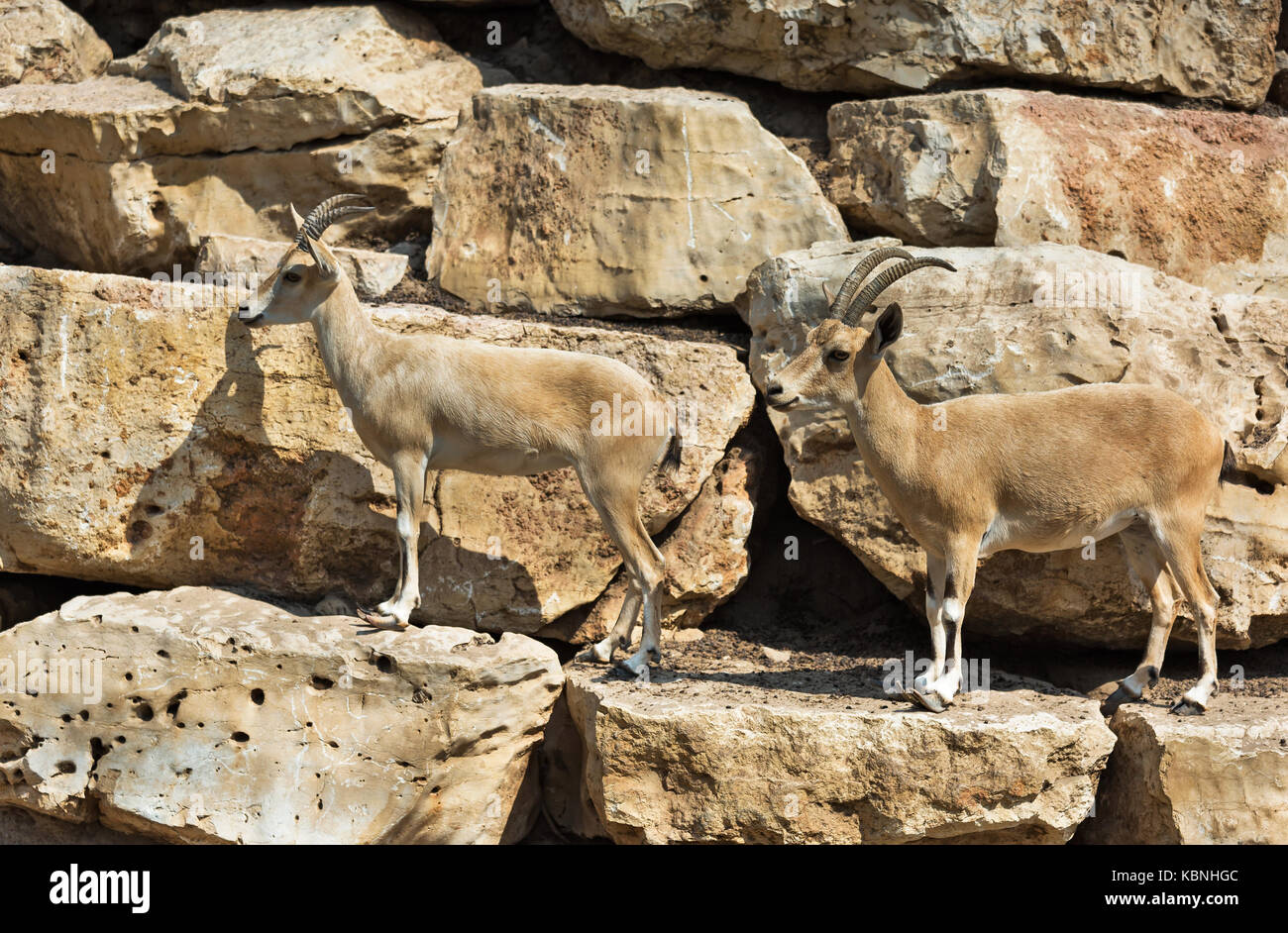 mountain goats standing on the rocks Stock Photo - Alamy