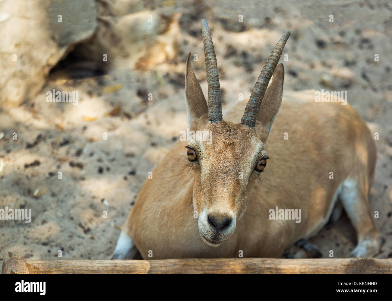 Goat at zoo hi-res stock photography and images - Alamy