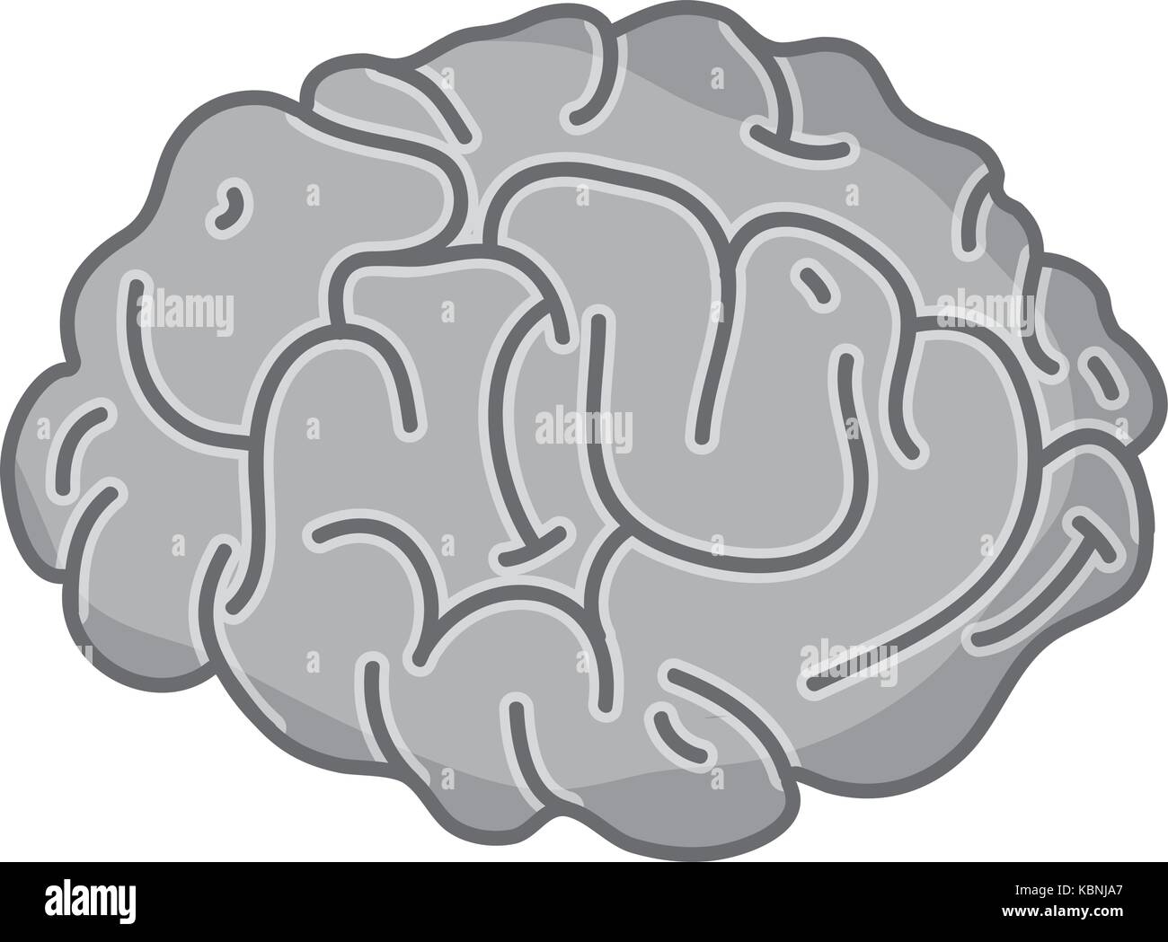 grayscale human brain anatomy to creative and intellect Stock Vector ...