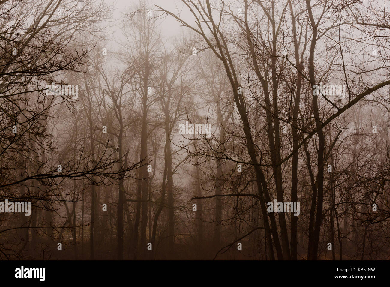 Dark and mysterious foggy forest in late fall Stock Photo - Alamy