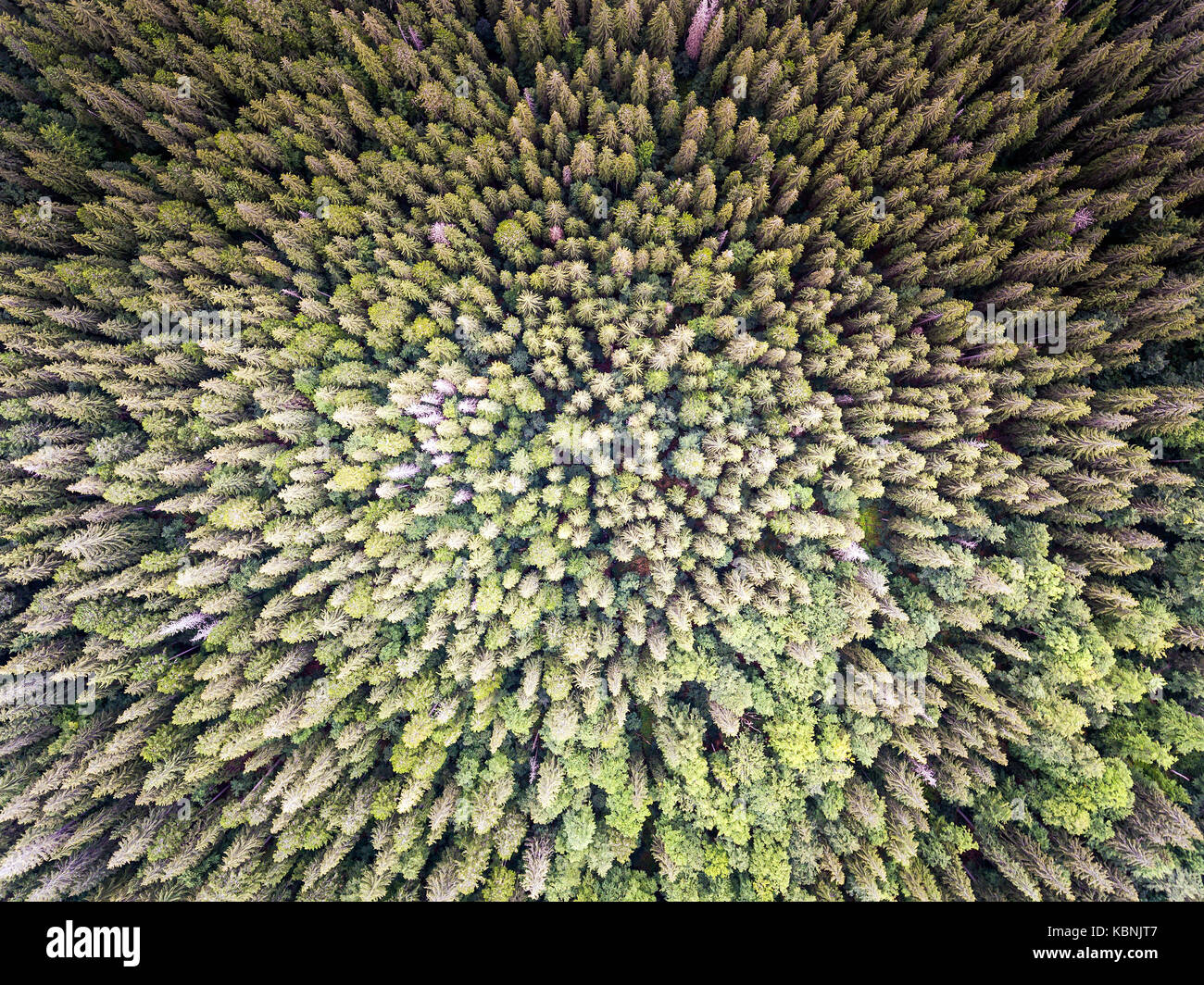 Aerial view conifer forest forest hi-res stock photography and images ...