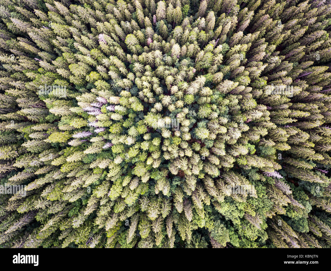 pine tree forest from above Stock Photo - Alamy