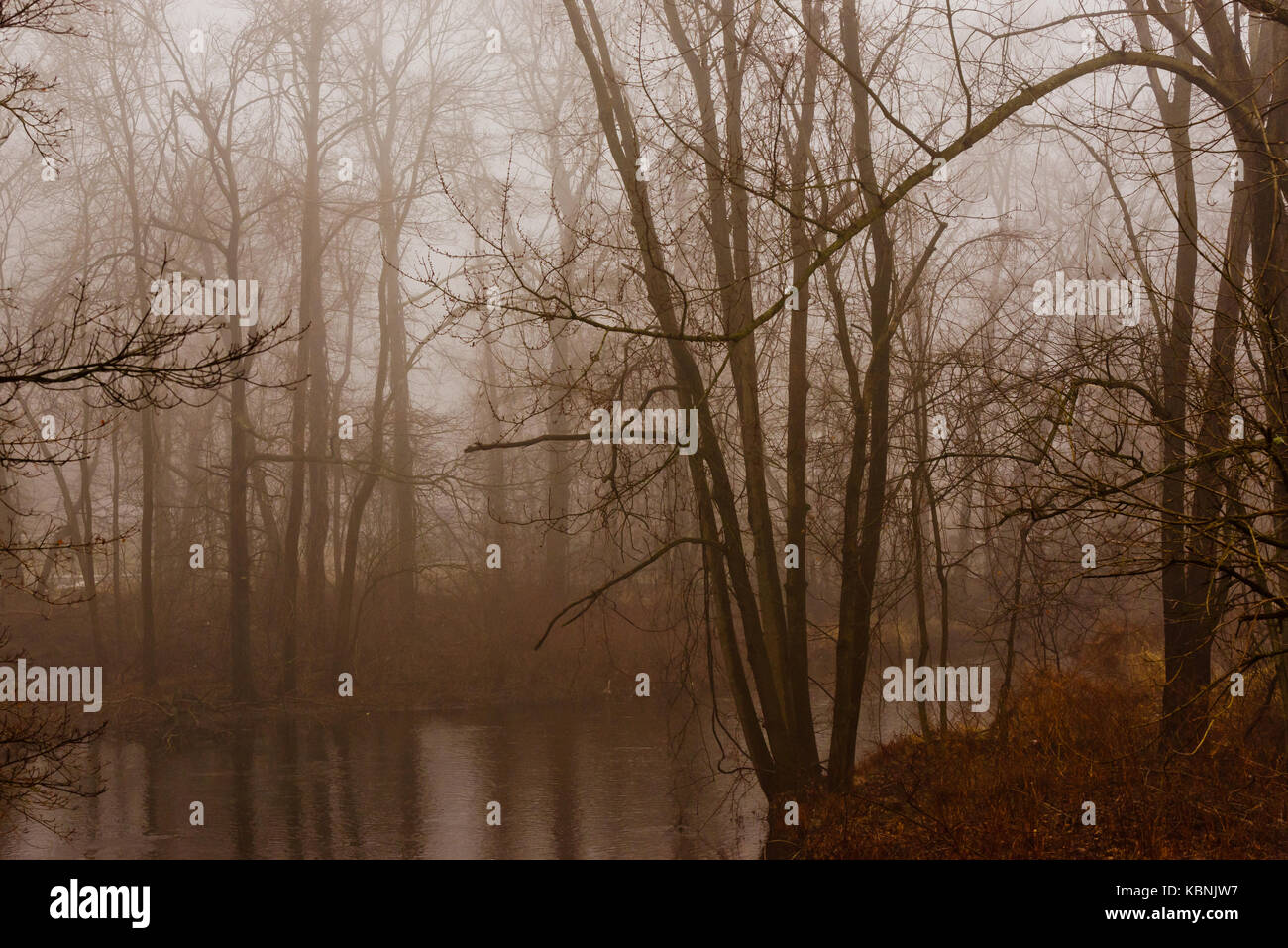 Dark and mysterious foggy forest in late fall Stock Photo - Alamy