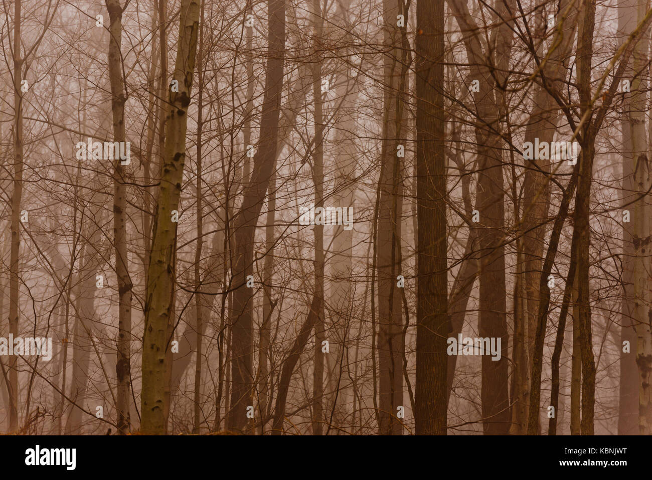 Dark and mysterious foggy forest in late fall Stock Photo - Alamy