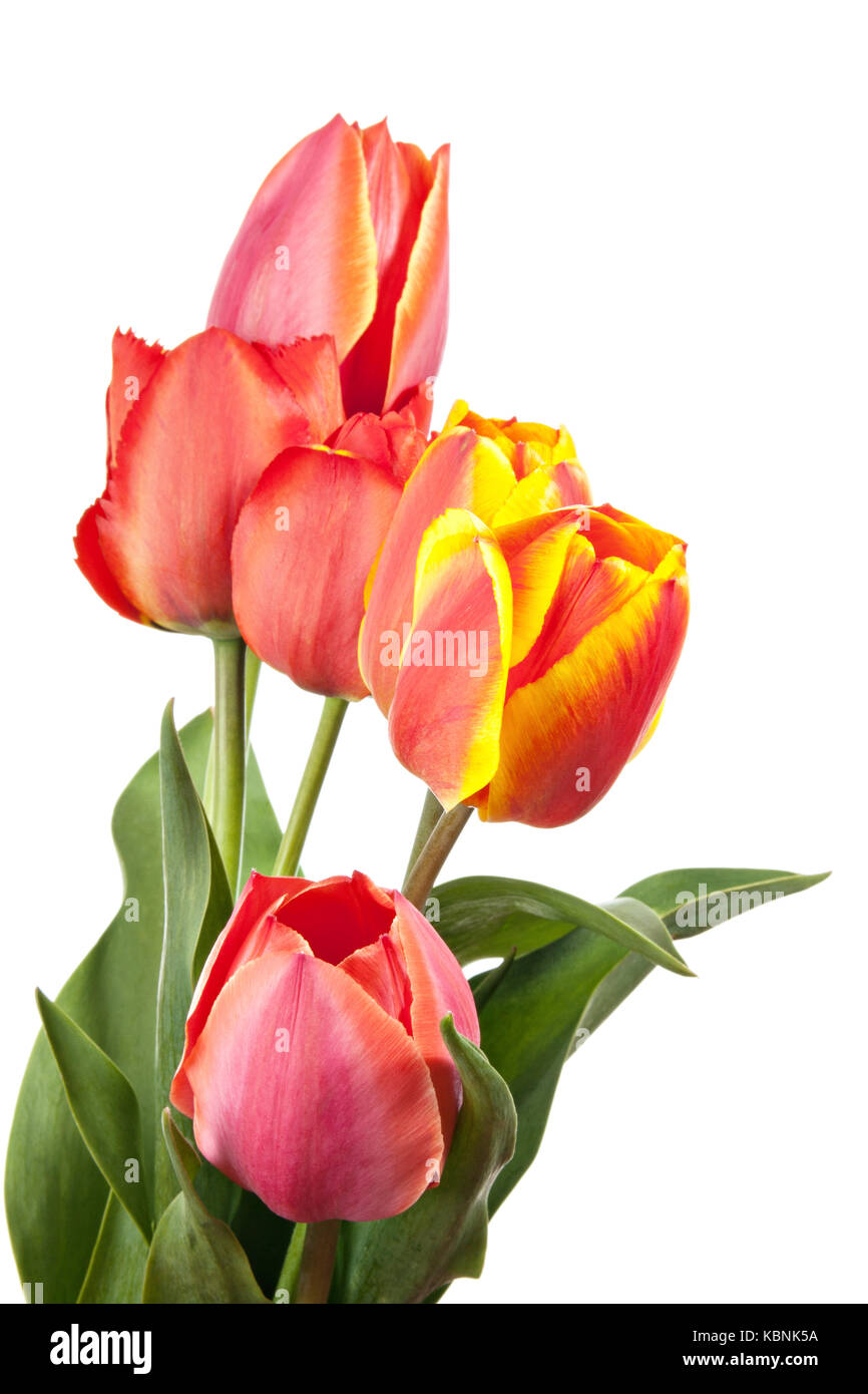 Unopened tulip flowers isolated on a white background Stock Photo - Alamy