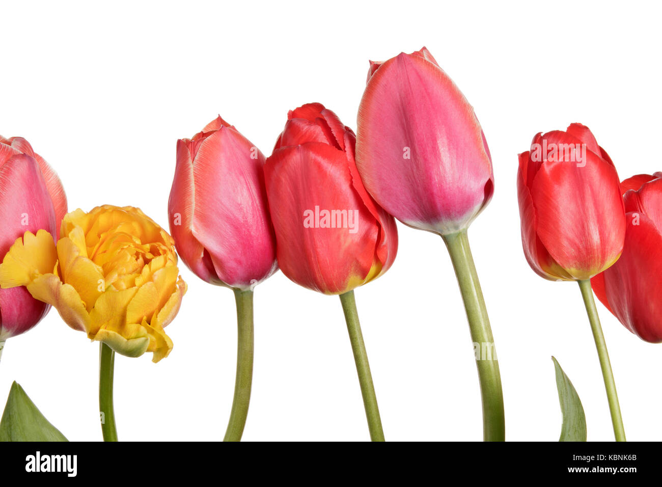 Row of beautiful colorful tulip isolated on a white background Stock ...