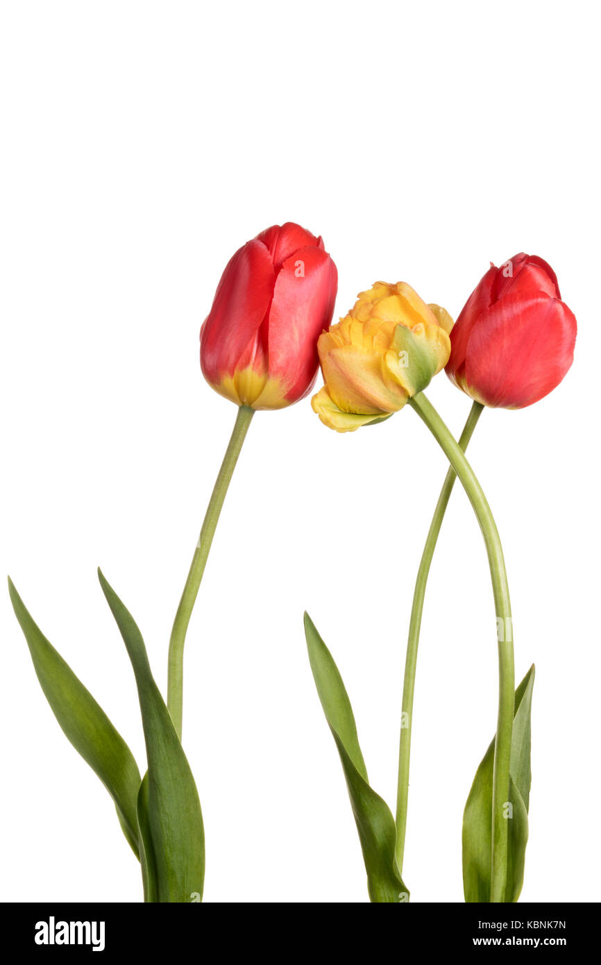 Three tulips isolated on a white background Stock Photo - Alamy