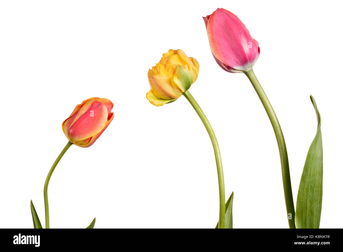 Three tulips isolated on a white background Stock Photo - Alamy