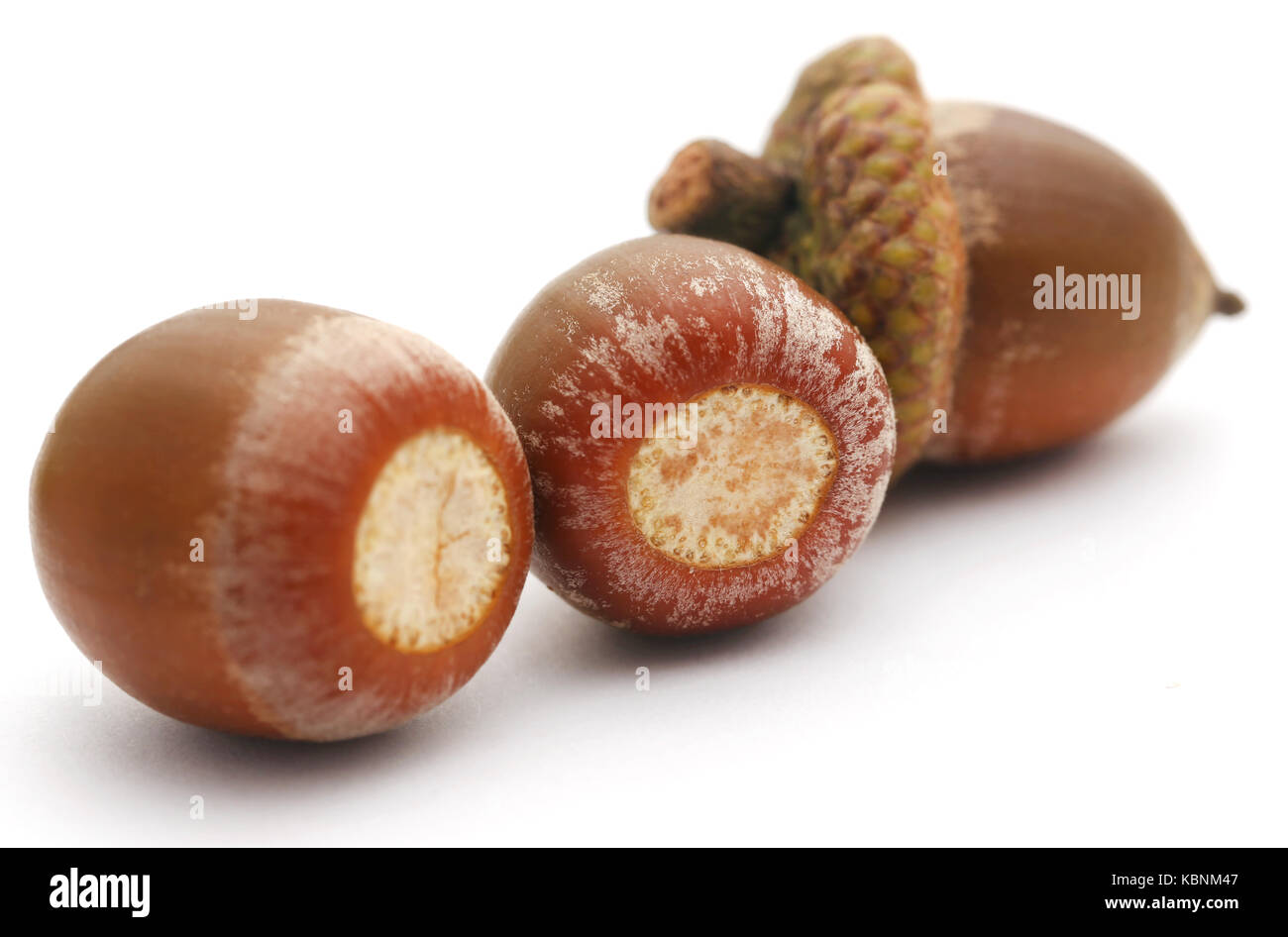 Closeup of acorn over white background Stock Photo - Alamy