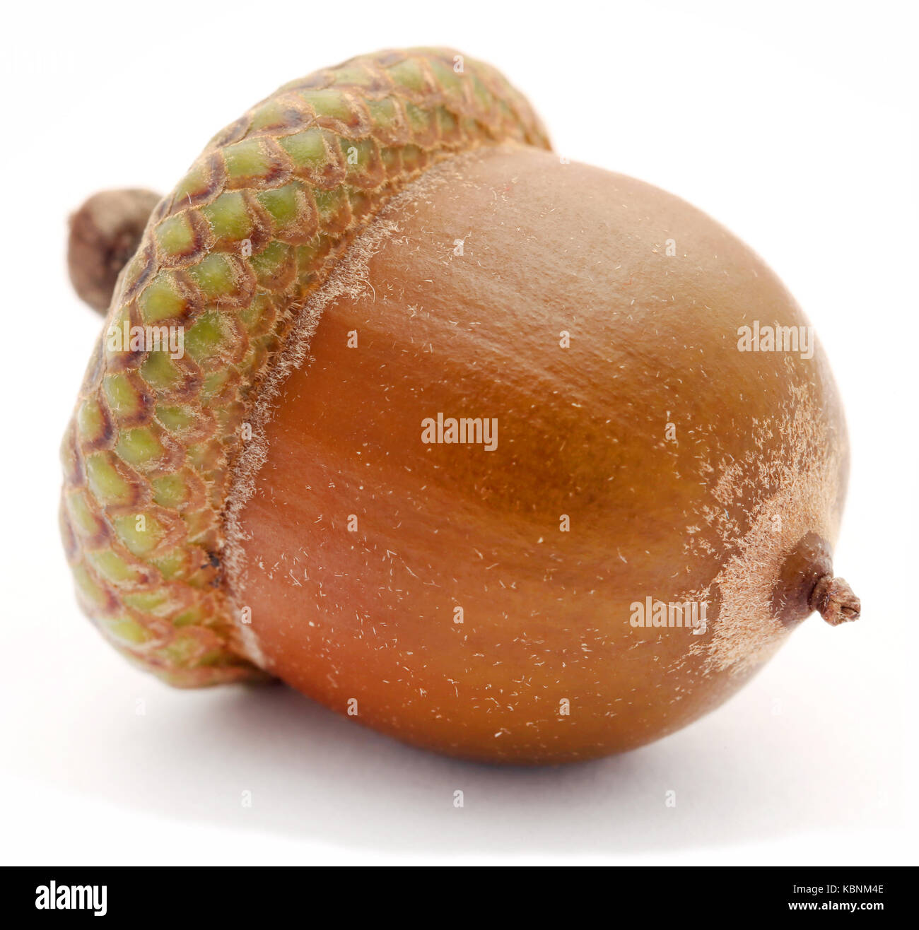Quercus alba acorn hi-res stock photography and images - Alamy