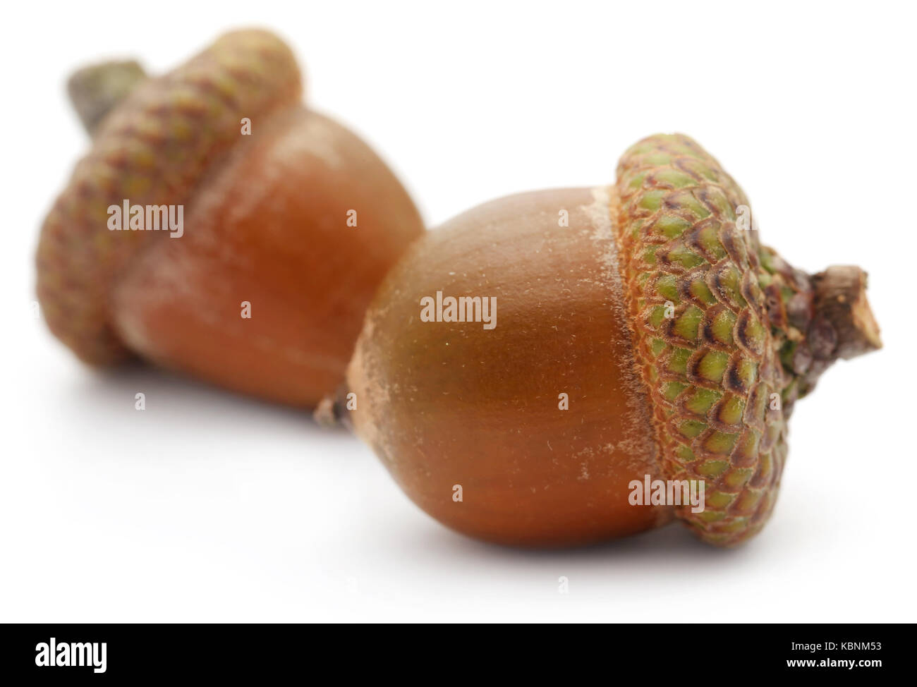 Closeup of acorn over white background Stock Photo - Alamy
