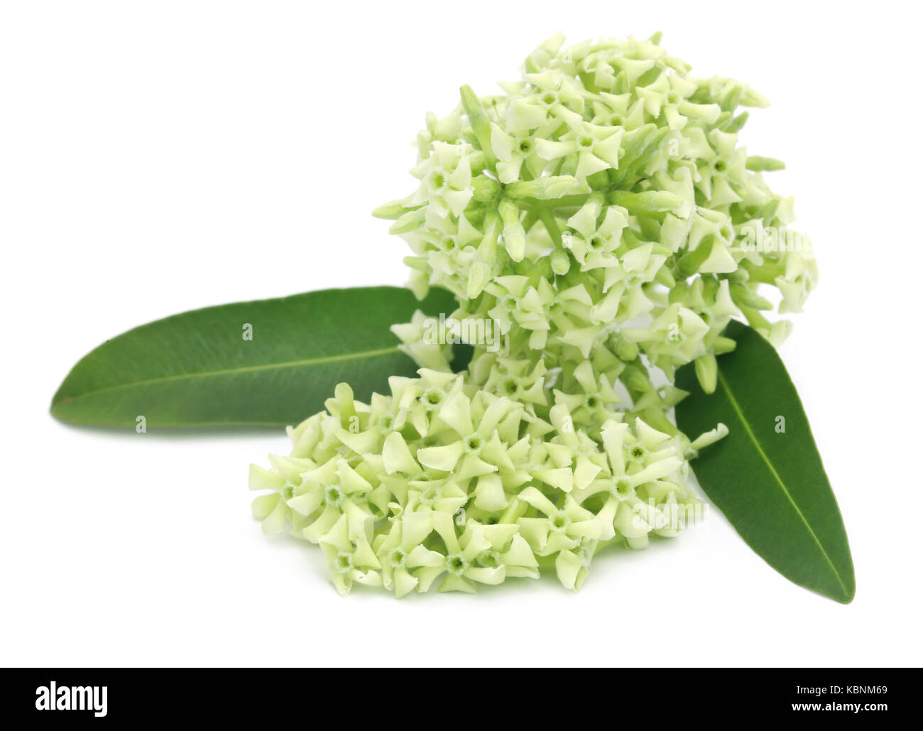 Devil tree hi-res stock photography and images - Alamy