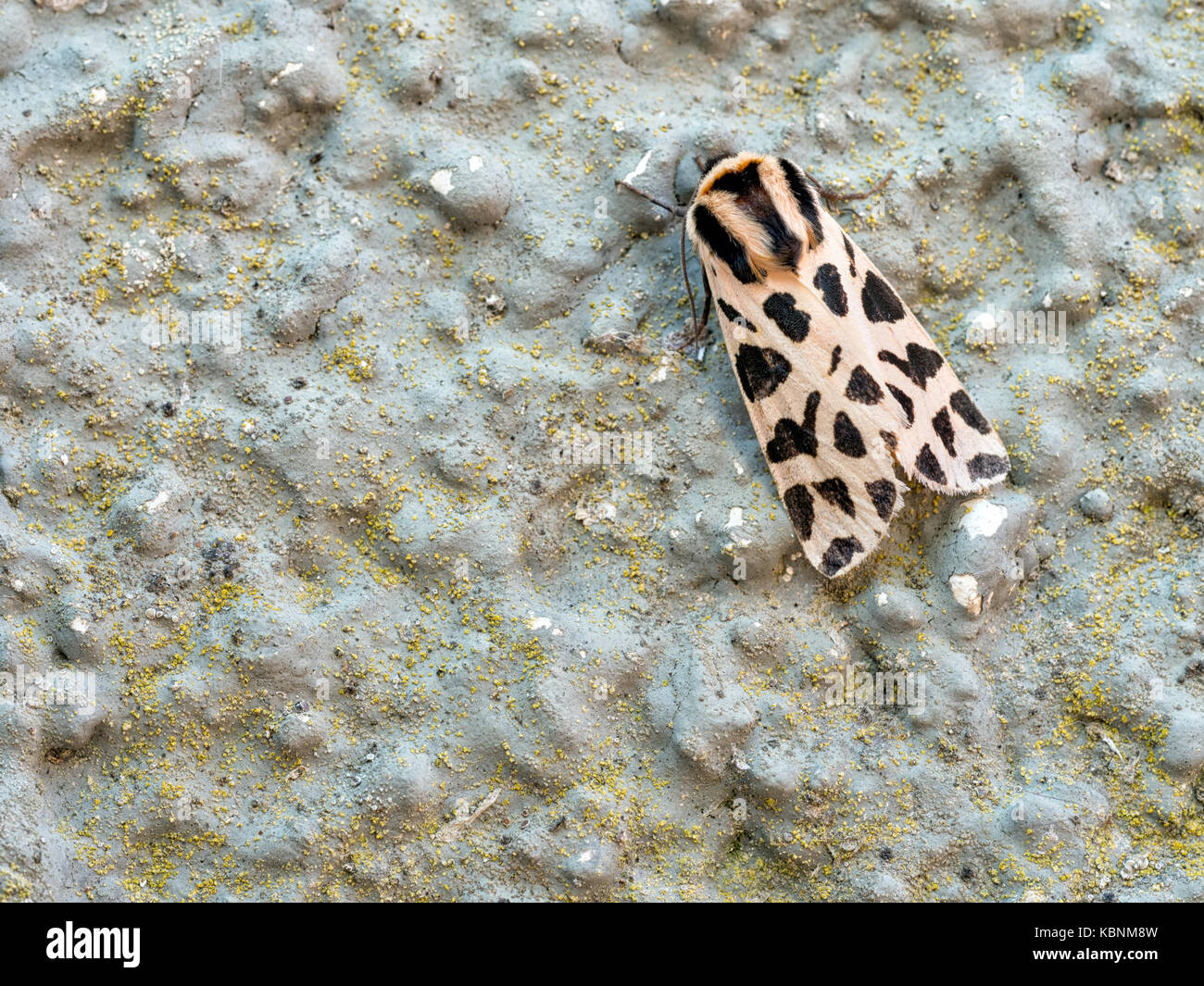 European moth. Cymbalophora pudica. Chaperon moth Stock Photo - Alamy