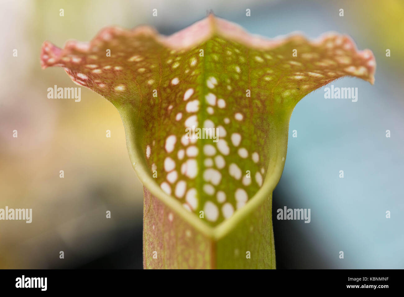 Darlingtonia Californica, also knows as Cobra Lily Stock Photo - Alamy