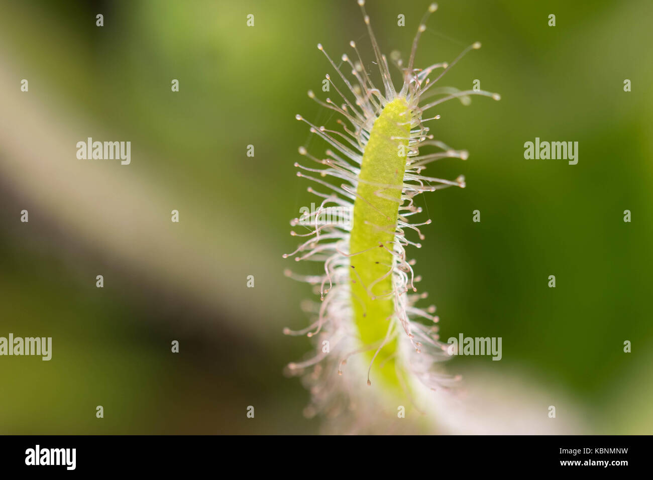 Drosera Capensis alba close-up view Stock Photo - Alamy