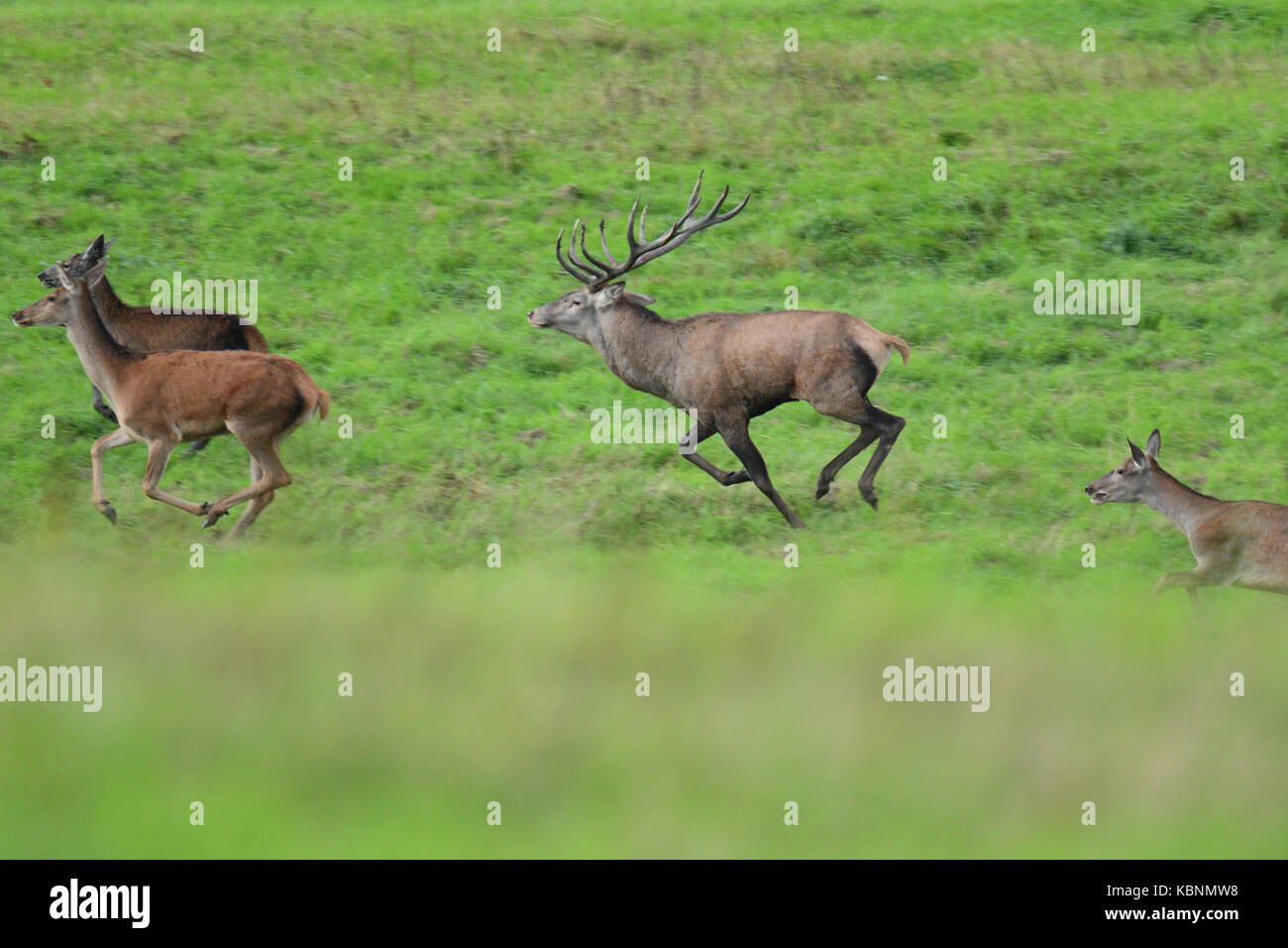 Forest stag in the rut season pairing Stock Photo - Alamy