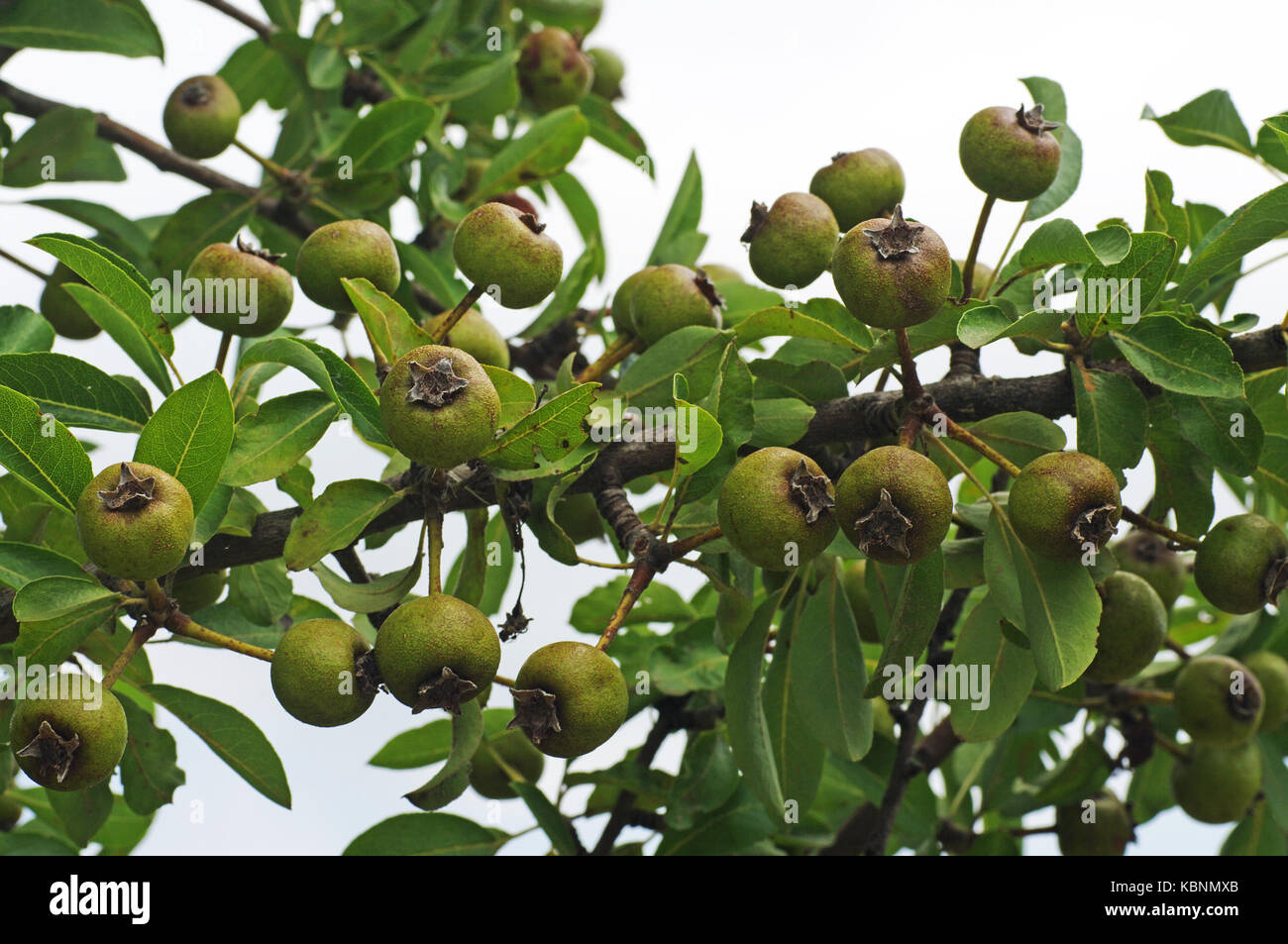 Pyrus amygdaliformis, the Almond-leaved pear, family Rosaceae Stock ...