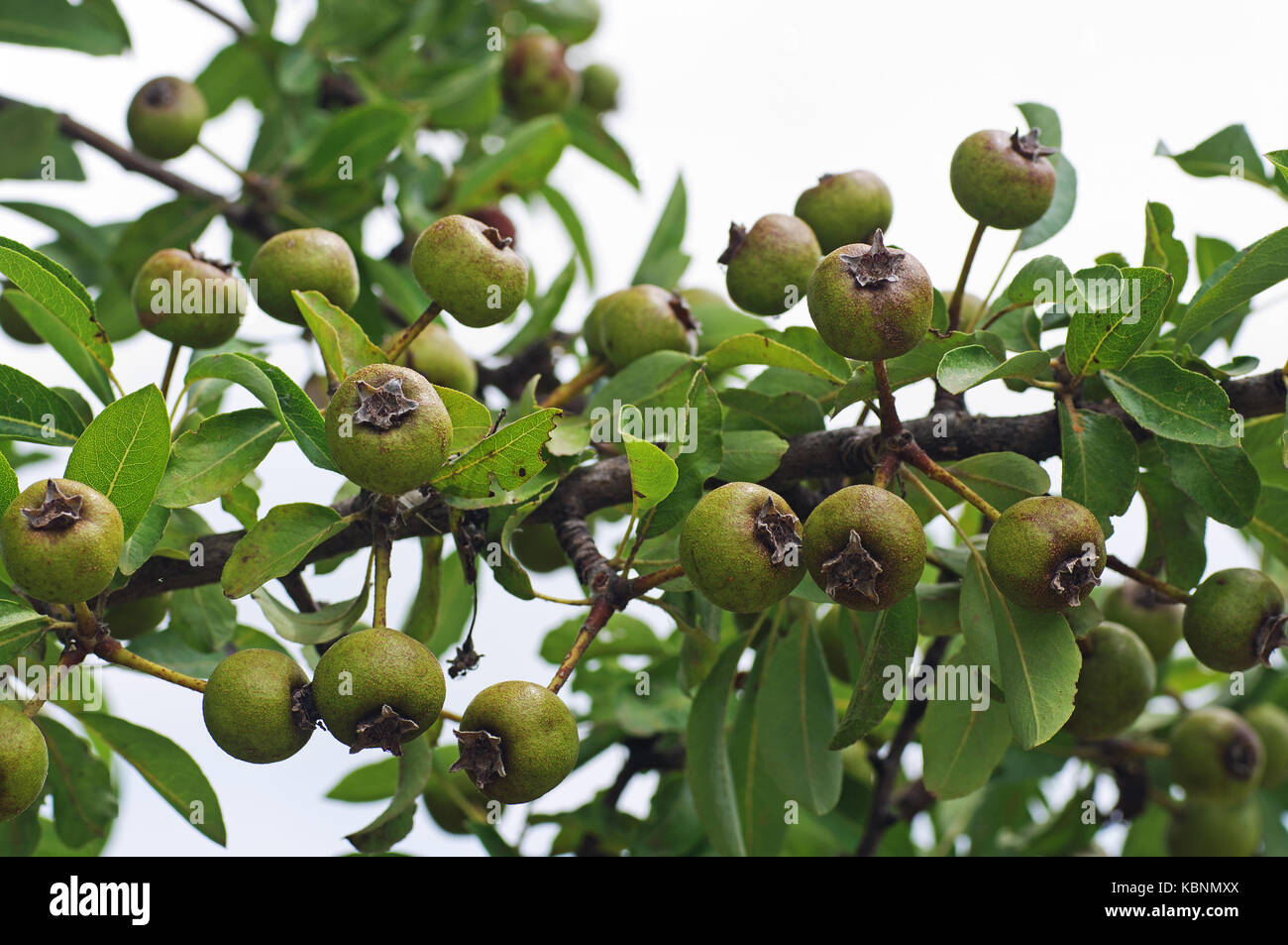 Wild almond tree hi-res stock photography and images - Alamy