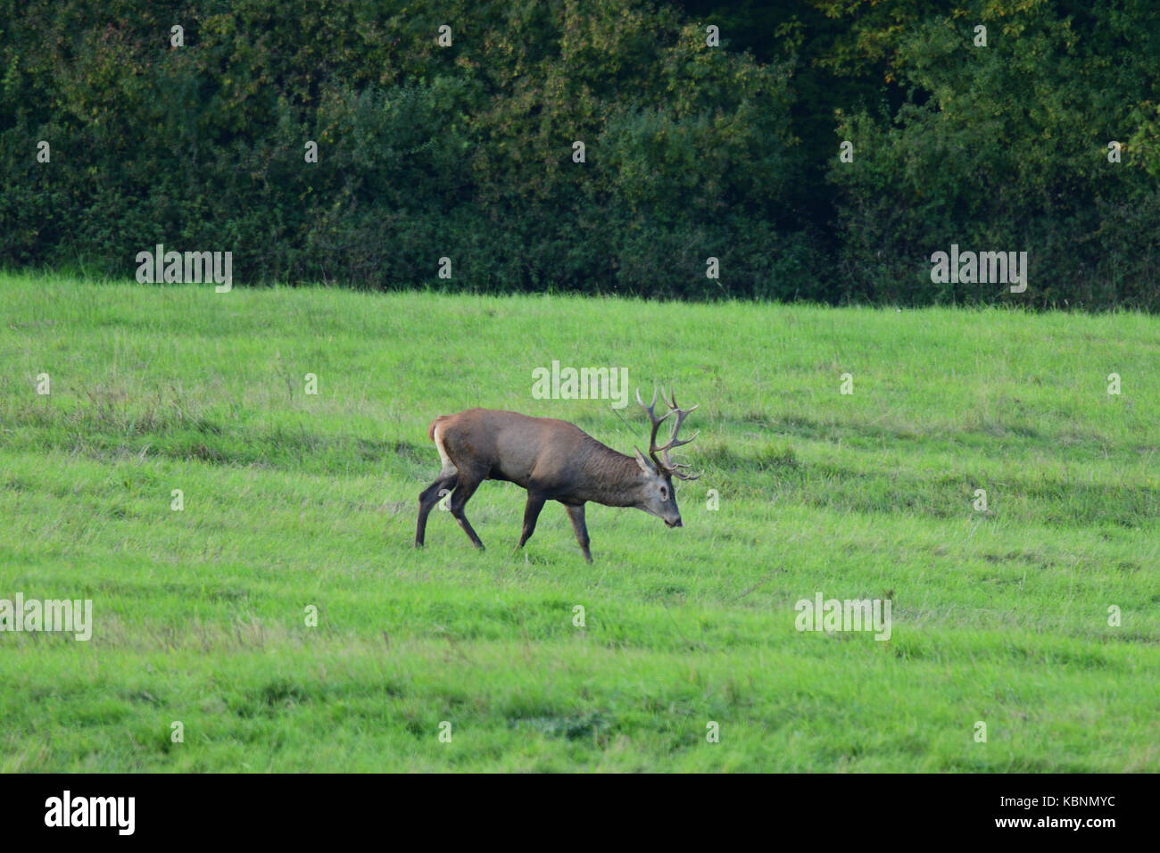 Forest stag in the rut season pairing Stock Photo - Alamy