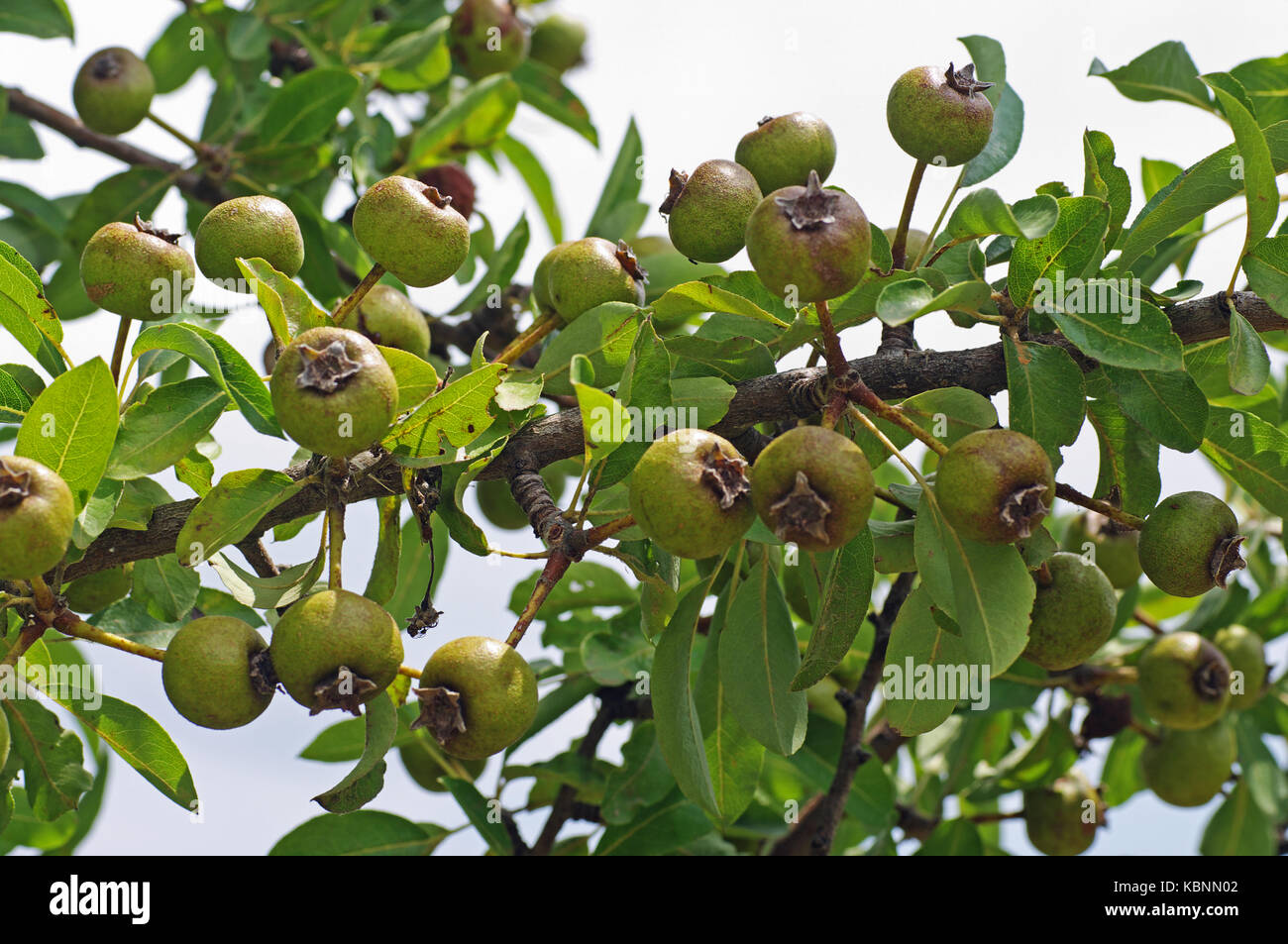 Almond leaved pear tree hi-res stock photography and images - Alamy
