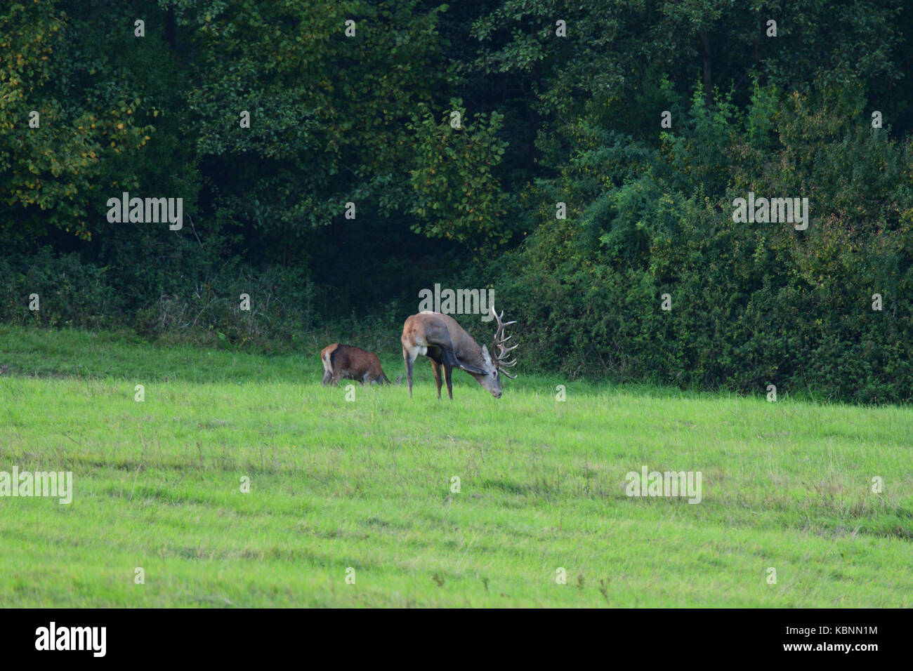 Forest stag in the rut season pairing Stock Photo - Alamy