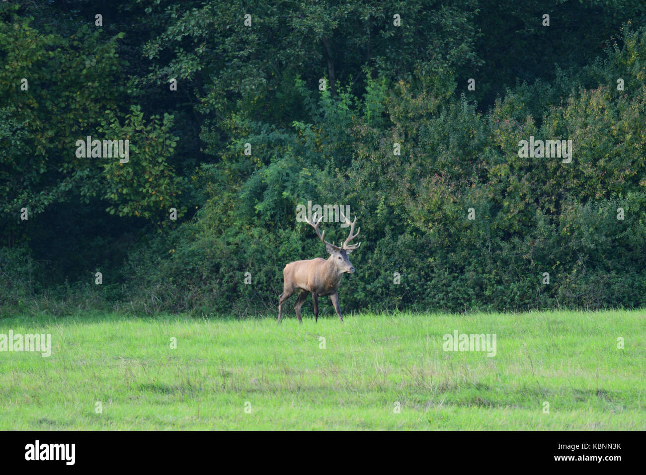 Forest stag in the rut season pairing Stock Photo - Alamy