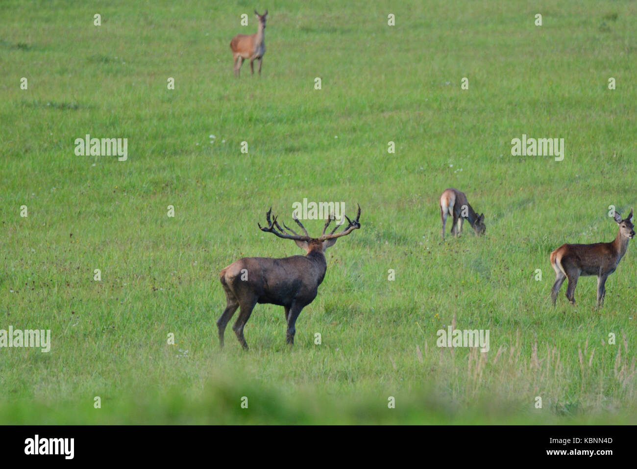 Forest stag in the rut season pairing Stock Photo - Alamy
