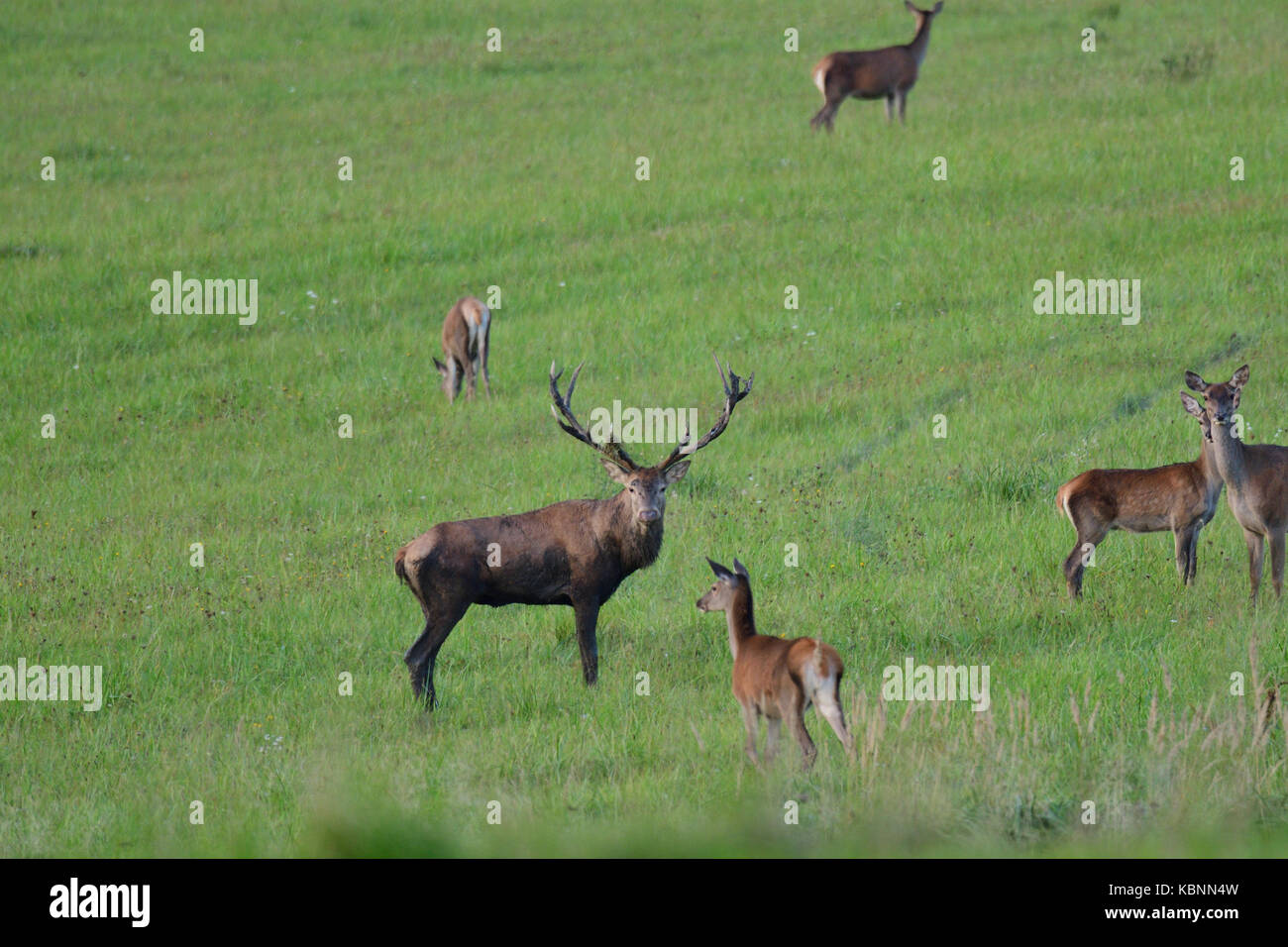 Forest stag in the rut season pairing Stock Photo - Alamy