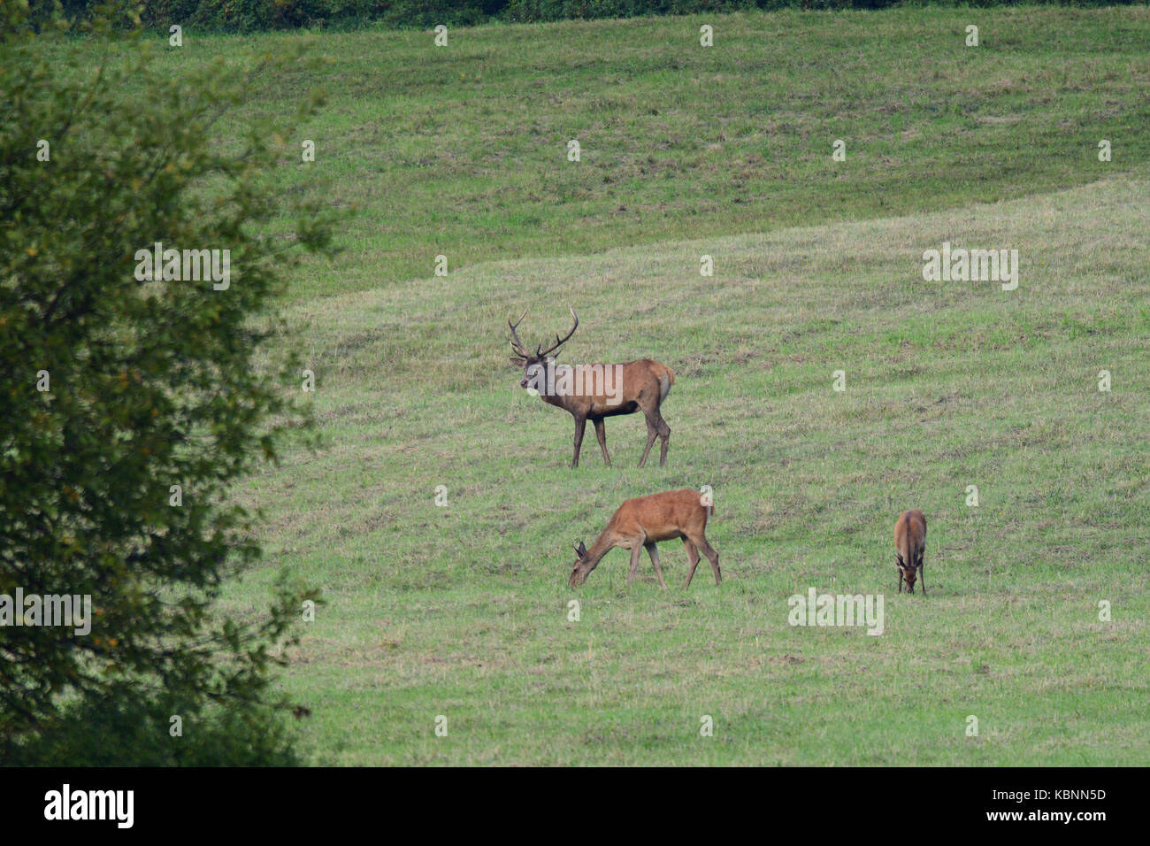 Forest stag in the rut season pairing Stock Photo - Alamy